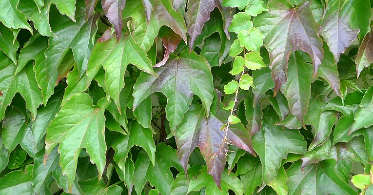 Flowering Vines That Will Do Best in Your Ohio Garden - PlantNative.org