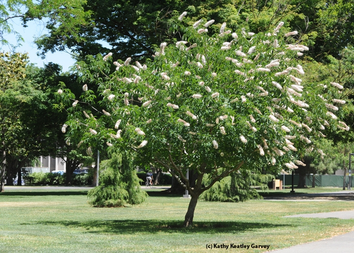The Most Beautiful Ornamental Trees to Grow in Northern California ...