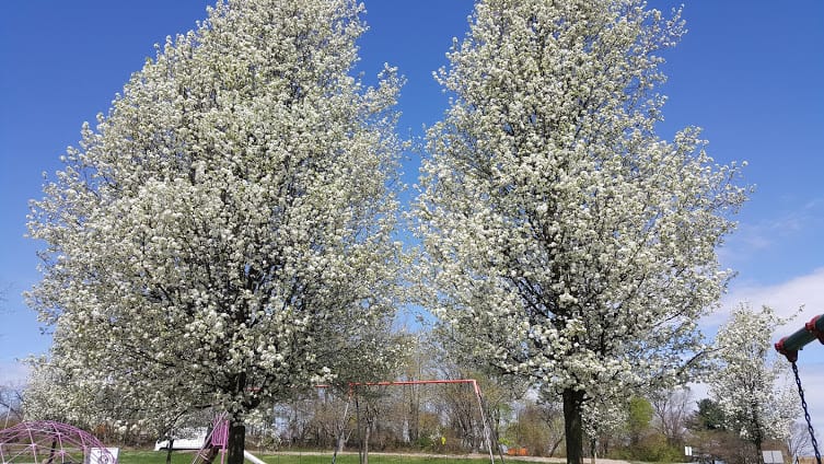 15 Ornamental Trees to Grow in Colorado - PlantNative.org