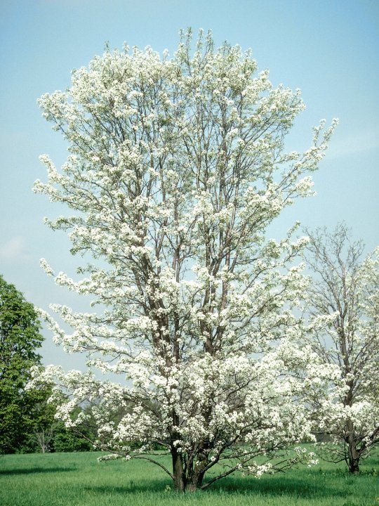 16 Ornamental Trees to Grow in Ohio – PlantNative.org