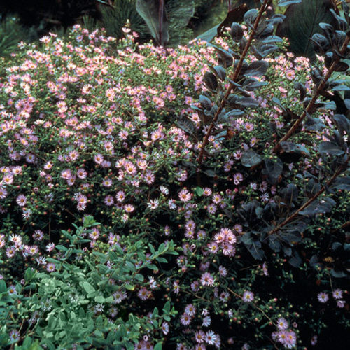 Flowering Vines That Will Thrive in South Carolina - PlantNative.org