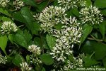 The Best Flowering Vines to Grow in Alabama - PlantNative.org
