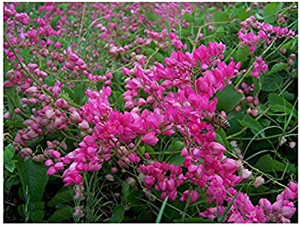 Flowering Vines That Will Grow Vigorously in Arizona - PlantNative.org