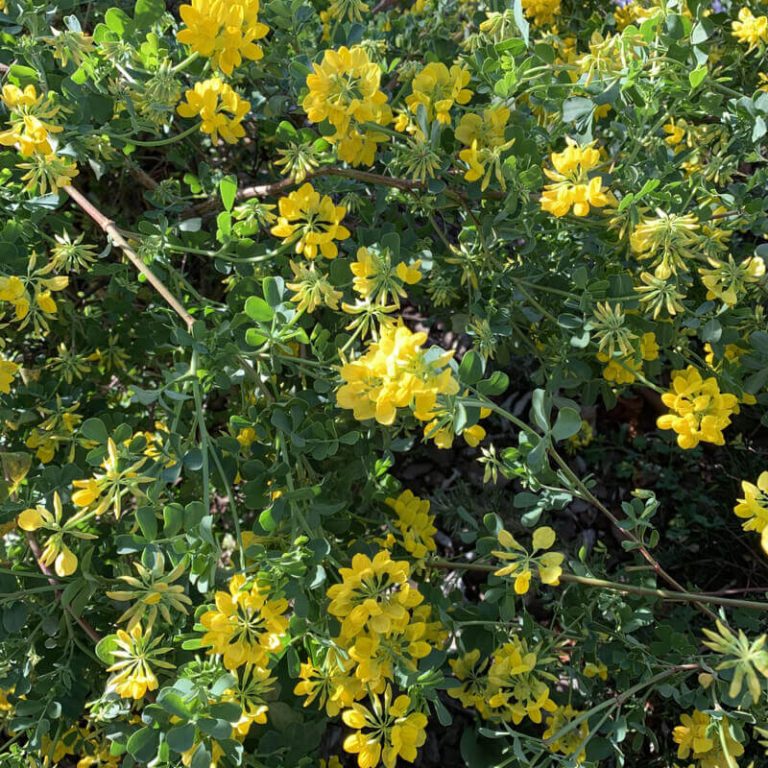 Our Favorite Ground Cover Plants to Grow in Georgia - PlantNative.org