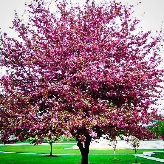 Our Favorite Ornamental Trees to Grow in Florida - PlantNative.org