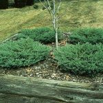 Ground Cover Plants Most Suitable to Missouri Climate - PlantNative.org