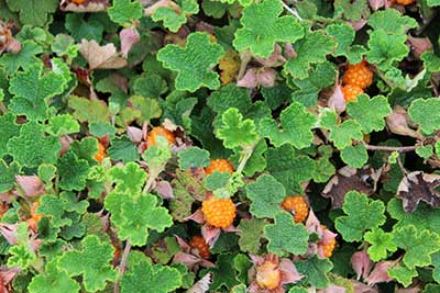 10 Ground Cover Plants to Grow in Washington State - PlantNative.org