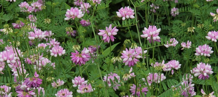 Ground Cover Plants Most Suitable to Wisconsin Climate - PlantNative.org