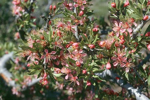The Most Beautiful Ornamental Trees to Grow in Northern California ...