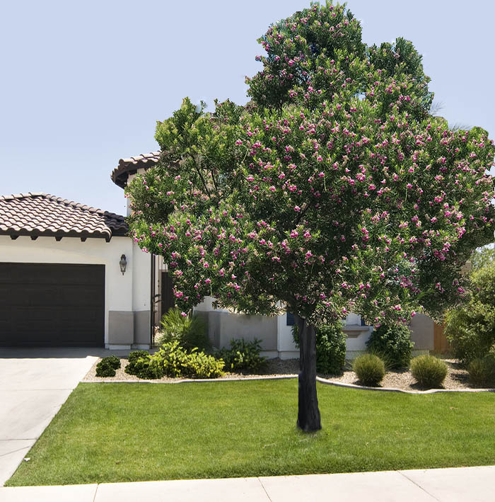 The Best Ornamental Trees to Grow in Arizona - PlantNative.org