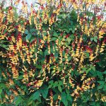 15 Flowering Vines to Grow in Missouri - PlantNative.org