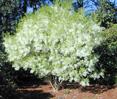 The Best Ornamental Trees to Grow in Georgia - PlantNative.org