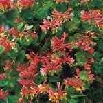 Ground Cover Plants Most Suitable to Missouri Climate - PlantNative.org