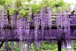 11 Flowering Vines to Grow in Illinois - PlantNative.org