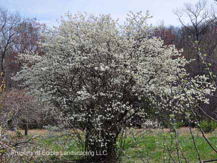 Ornamental Trees to Grow in Michigan - PlantNative.org
