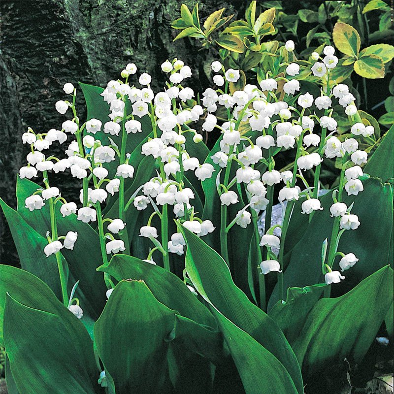 Our Favorite Ground Cover Plants to Grow in Georgia - PlantNative.org