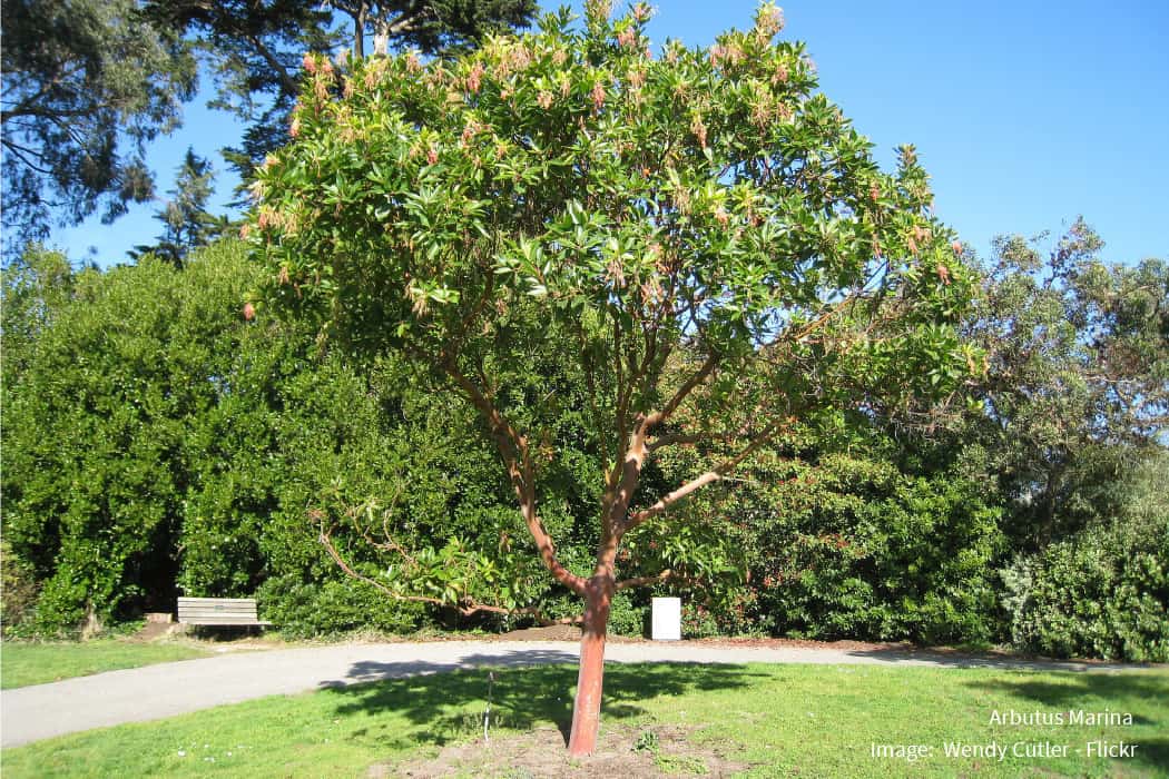 The Most Beautiful Ornamental Trees to Grow in Northern California ...