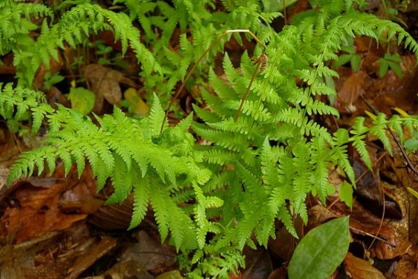 14 Ground Cover Plants to Grow in New York - PlantNative.org