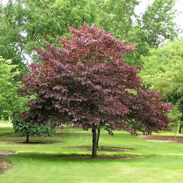10 Ornamental Trees to Grow in Oregon - PlantNative.org