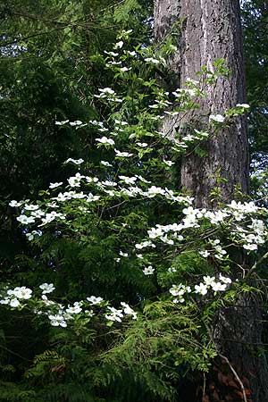 10 Ornamental Trees to Grow in Oregon - PlantNative.org