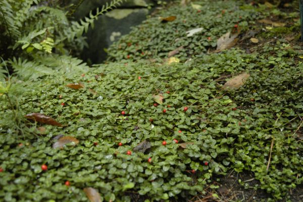 15 Ground Cover Plants to Grow in Alabama - PlantNative.org