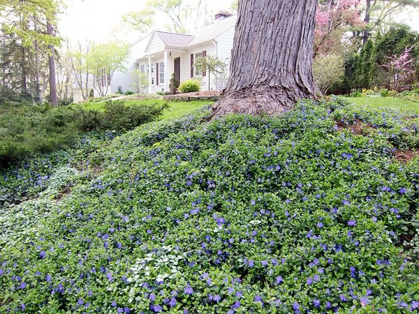 The Best Ground Cover Plants to Grow in Minnesota - PlantNative.org