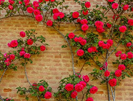 Flowering Vines That Will Do Best in Your Ohio - %sit...