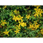 15 Ground Cover Plants to Grow in Alabama - PlantNative.org