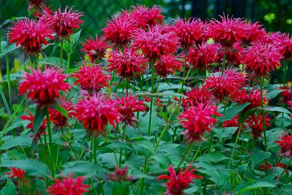 14 Ground Cover Plants to Grow in New York - PlantNative.org