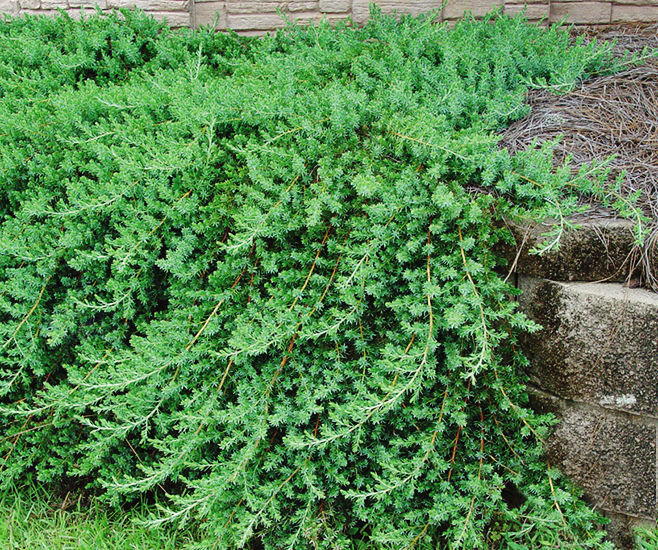 15 Ground Cover Plants to Grow in Alabama - PlantNative.org