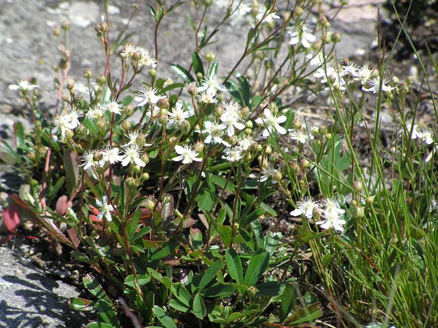 Ground Cover Plants to Grow in Connecticut - PlantNative.org