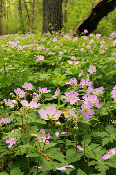 15 Ground Cover Plants to Grow in North Carolina - PlantNative.org