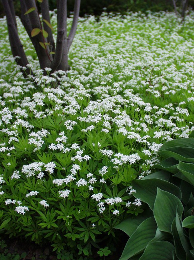 12 Ground Cover Plants to Grow in Massachusetts - PlantNative.org