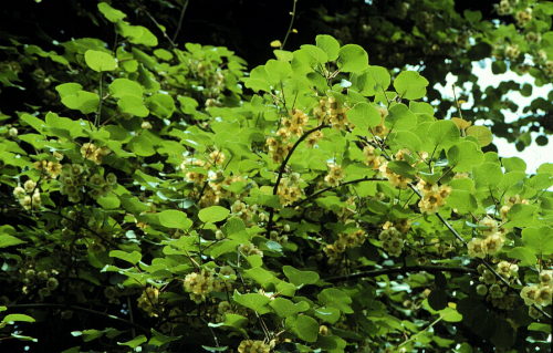 8 Flowering Vines to Grow in New Jersey - PlantNative.org