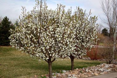 15 Ornamental Trees to Grow in Colorado - PlantNative.org