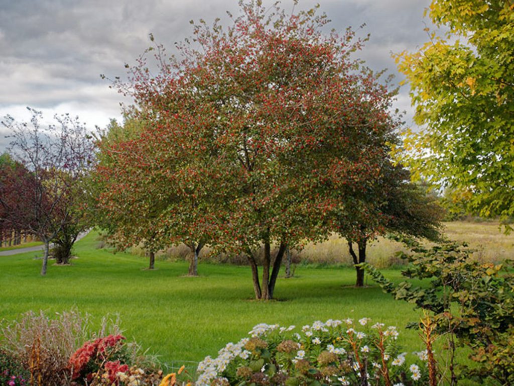 The Most Beautiful Ornamental Trees to Grow in Wisconsin - PlantNative.org