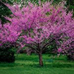 15 Ornamental Trees to Grow in Ohio - PlantNative.org