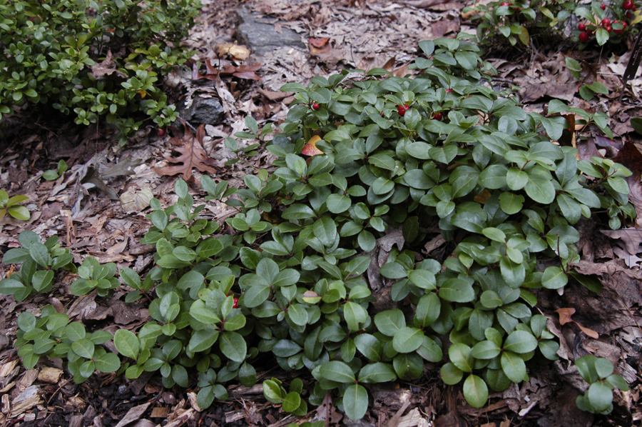 10 Evergreen Trees to Grow in Indiana - PlantNative.org