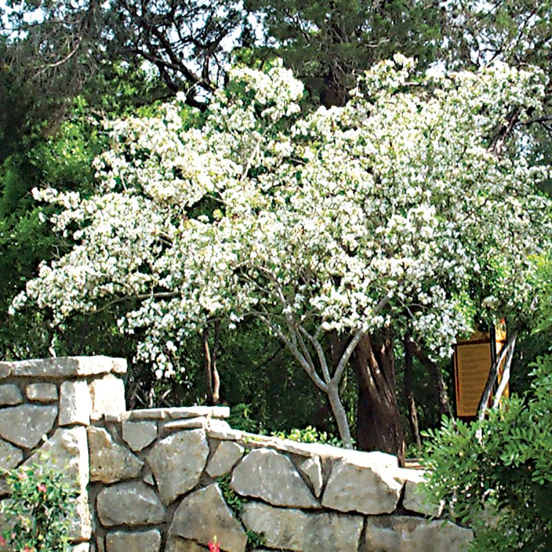 The Best Ornamental Trees to Grow in Arizona - PlantNative.org