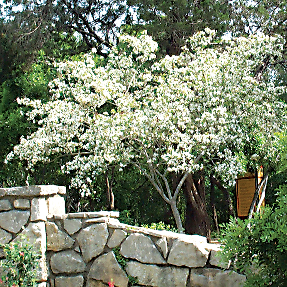 The Best Ornamental Trees to Grow in Arizona - PlantNative.org