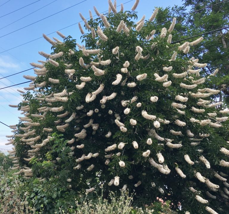 15 Ornamental Trees to Grow in Southern California - PlantNative.org