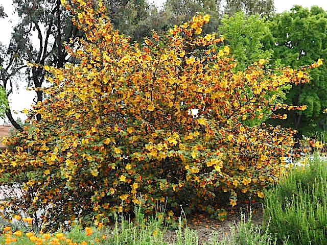 15 Ornamental Trees to Grow in Southern California - PlantNative.org