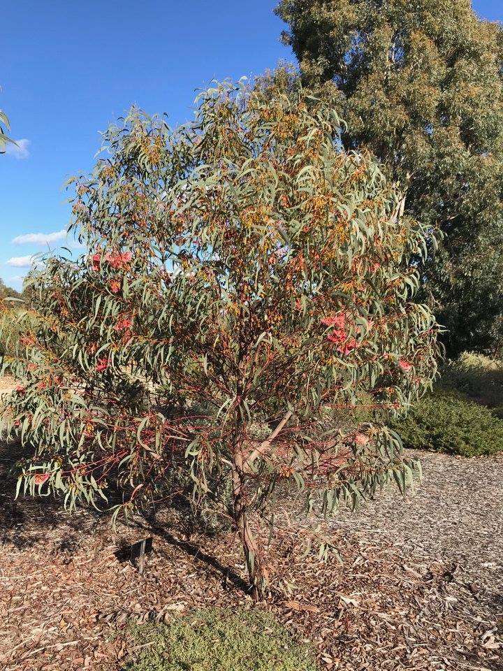 The Best Ornamental Trees to Grow in Arizona - PlantNative.org