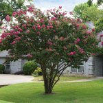 The Best Ornamental Trees for Every Texas Region - PlantNative.org
