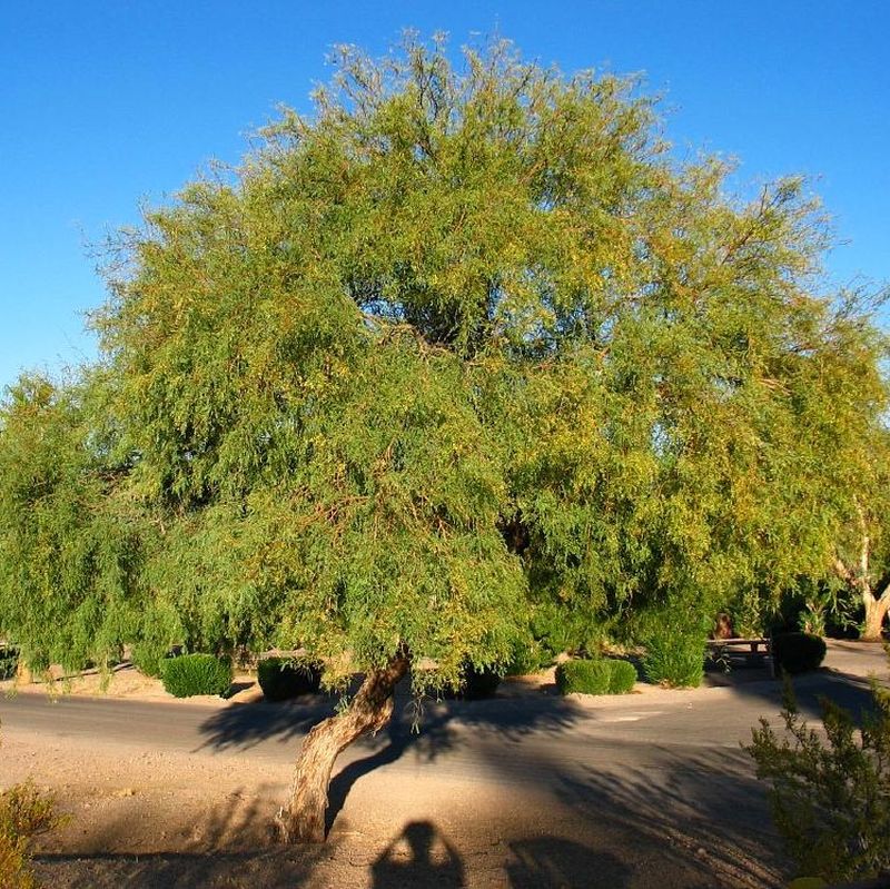 15 Ornamental Trees to Grow in Southern California - PlantNative.org