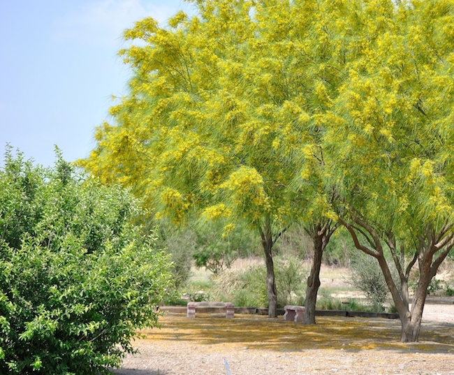 15 Ornamental Trees to Grow in Southern California - PlantNative.org
