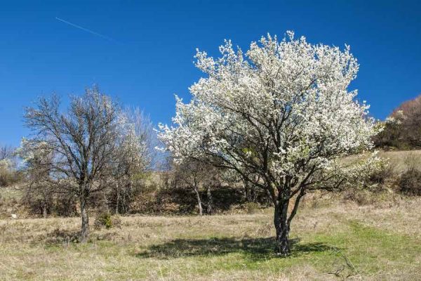 The Best Ornamental Trees for Every Texas Region - PlantNative.org