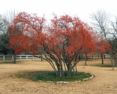 The Best Ornamental Trees for Every Texas Region - PlantNative.org