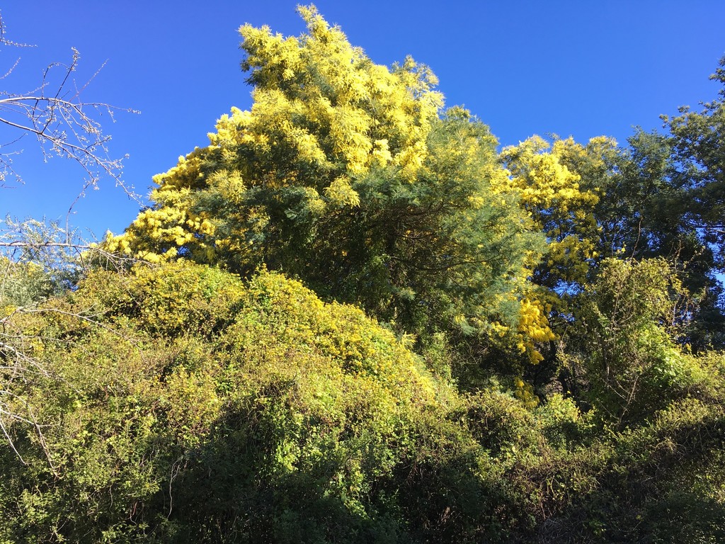 15 Ornamental Trees to Grow in Southern California - PlantNative.org