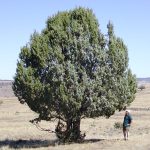 15 Ornamental Trees to Grow in Southern California - PlantNative.org